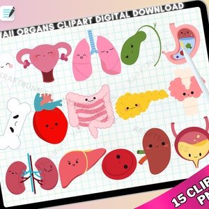 Cute Kawaii Body Organs Anatomy Education Brain Heart Lungs Vector ...