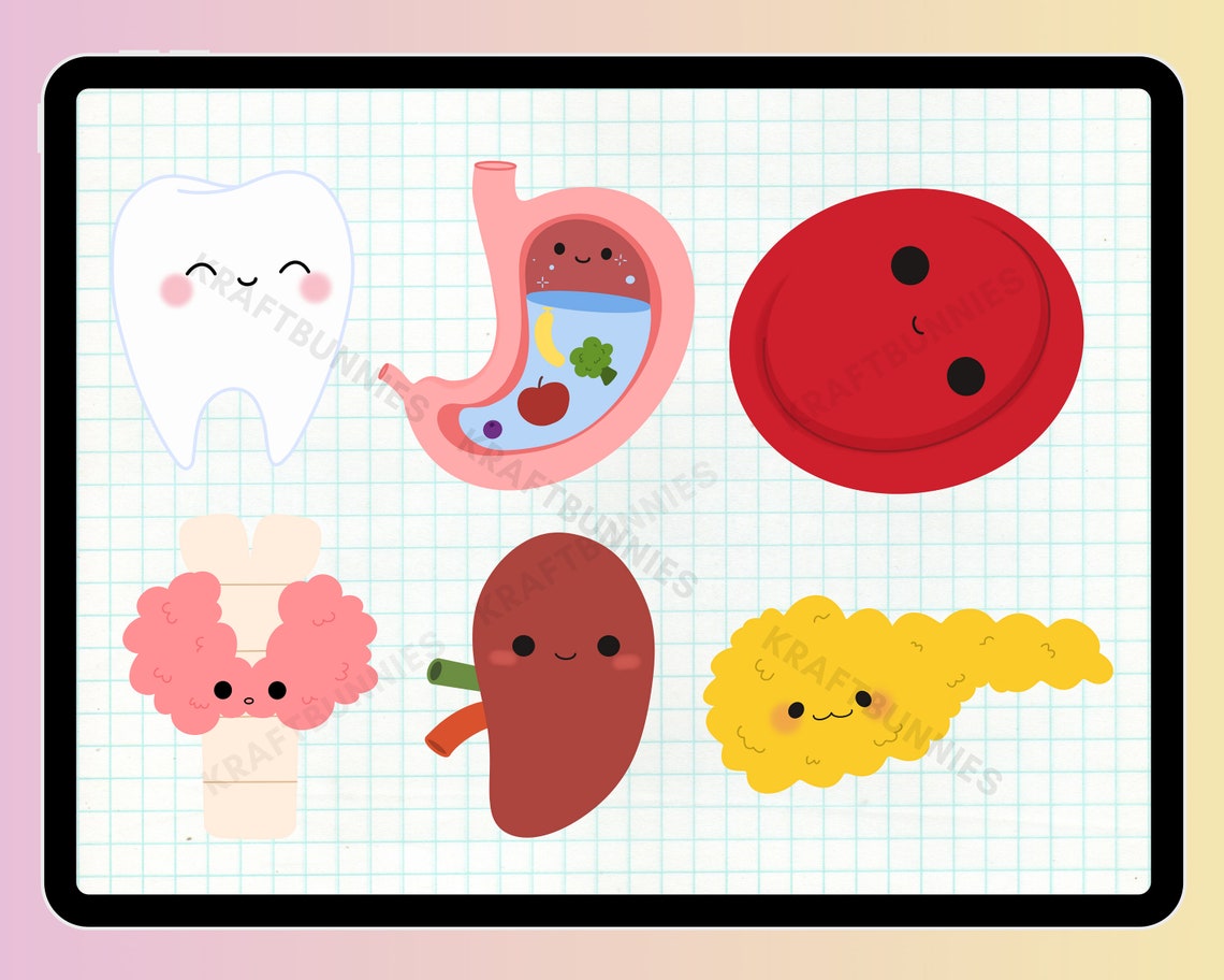 Cute Kawaii Body Organs Anatomy Education Brain Heart Lungs Vector ...