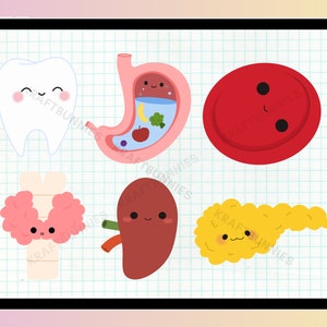 Cute Kawaii Body Organs Anatomy Education Brain Heart Lungs Vector ...