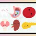 Cute Kawaii Body Organs Anatomy Education Brain Heart Lungs Vector ...