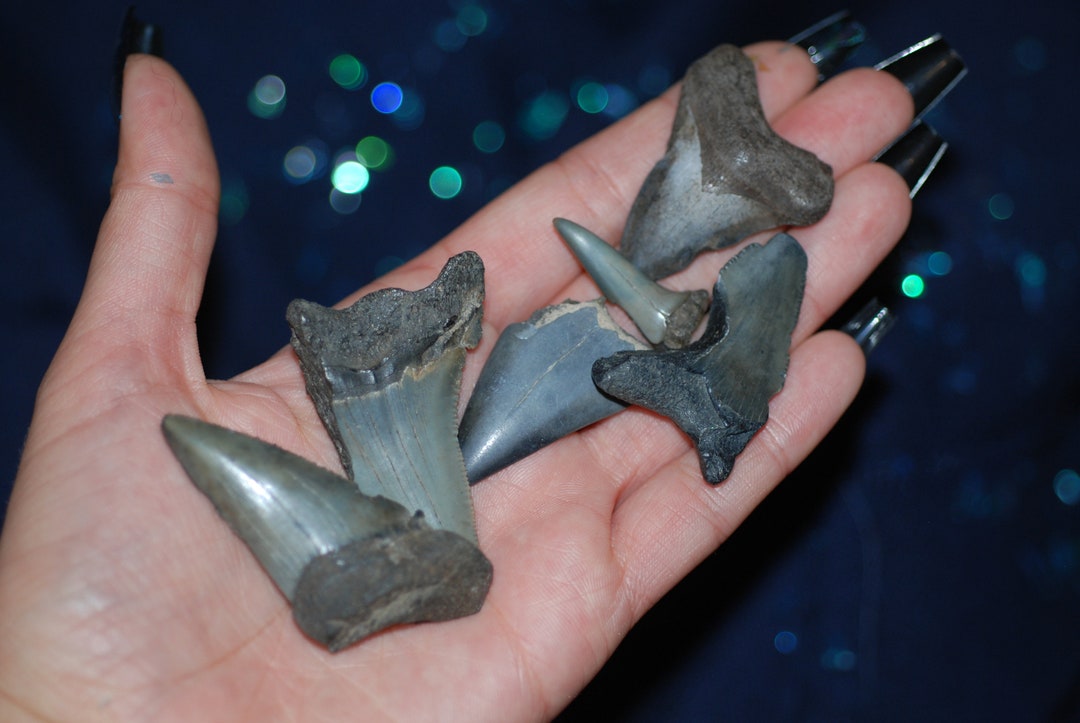 ONE Megalodon SHARK Tooth Shard - Etsy