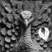 Turkey Png File for Laser Engraving, Glowforge File, Lightburn Png ...