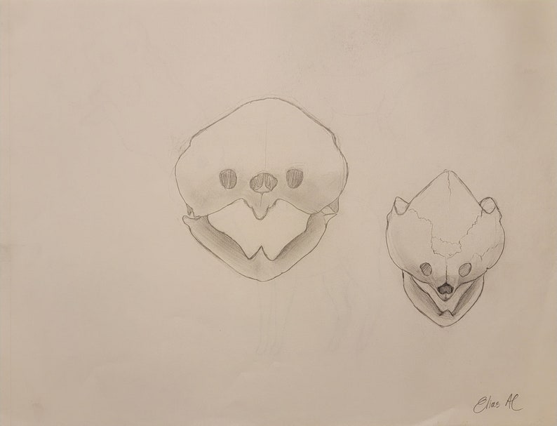 Still-life Alligator Snapping Turtle Skull, Graphite Pencil. - Etsy