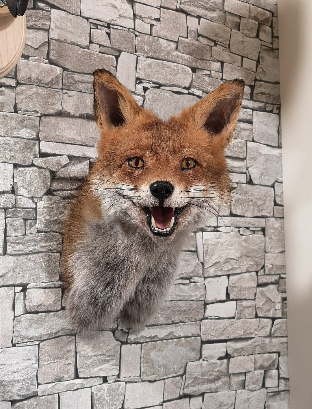 Taxidermy Mounted Fox Trophy Head With Open Mouth - Etsy
