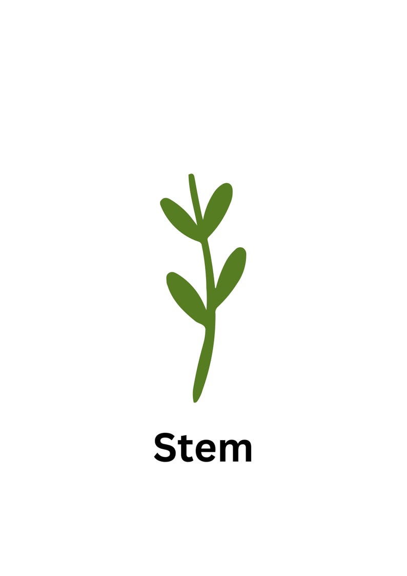 Printable Plant Parts Flashcards | Educational Botanical Cards ...