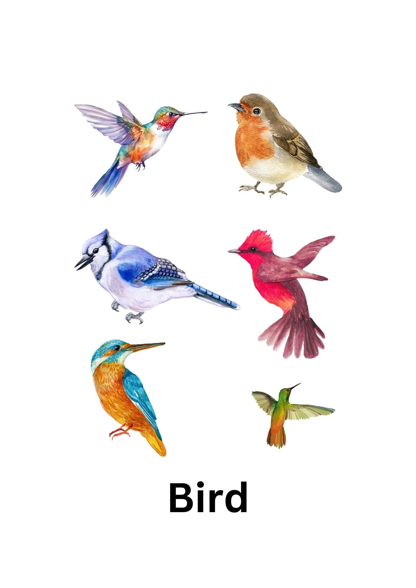 Animal Classes Flashcards for Kids | 20 Images | Editable PDF ...