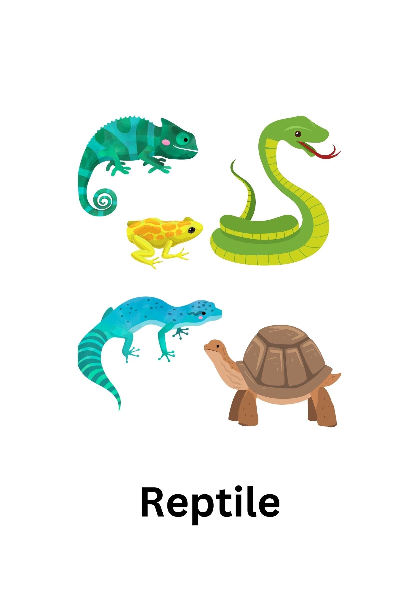 Animal Classes Flashcards for Kids | 20 Images | Editable PDF ...