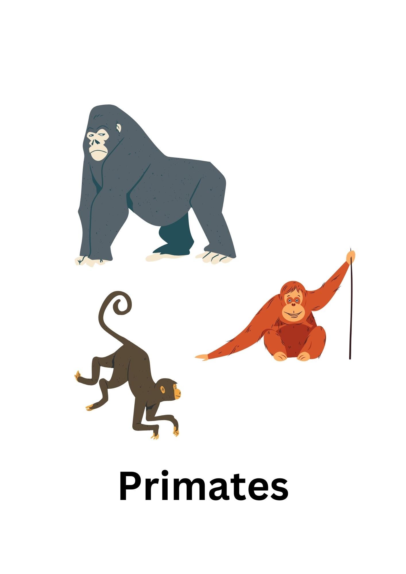 Animal Classes Flashcards for Kids | 20 Images | Editable PDF ...