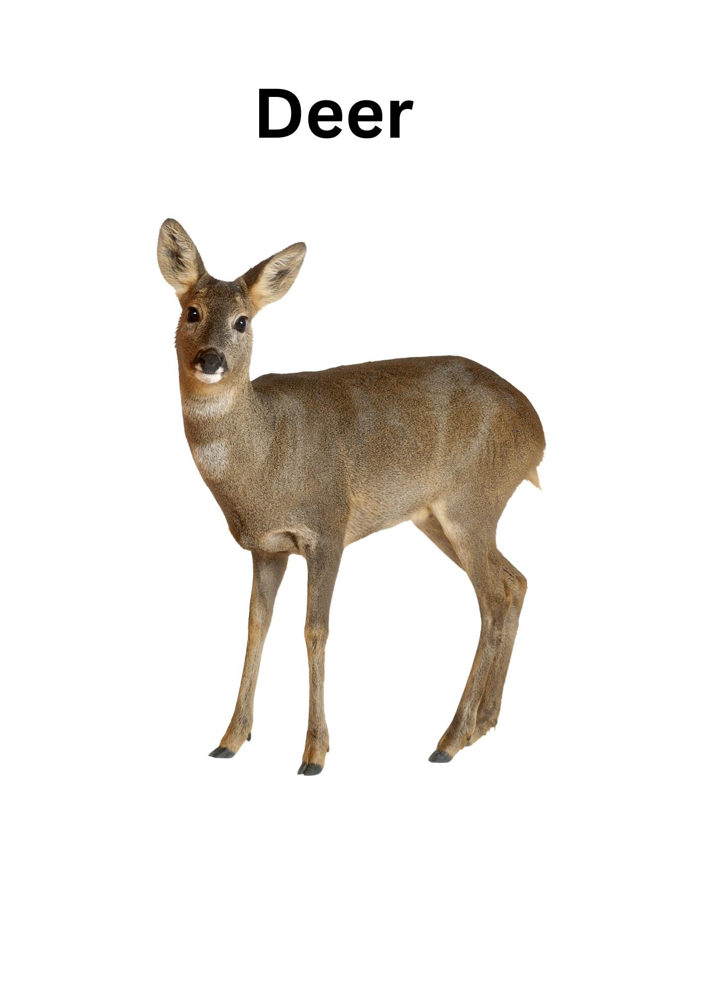 Jungle Animals Flashcards | 20 High-quality Images | Editable PDF ...