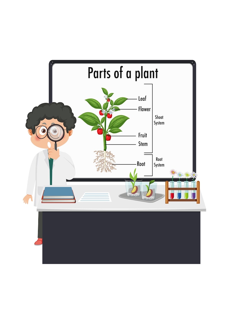 Printable Plant Parts Flashcards | Educational Botanical Cards ...