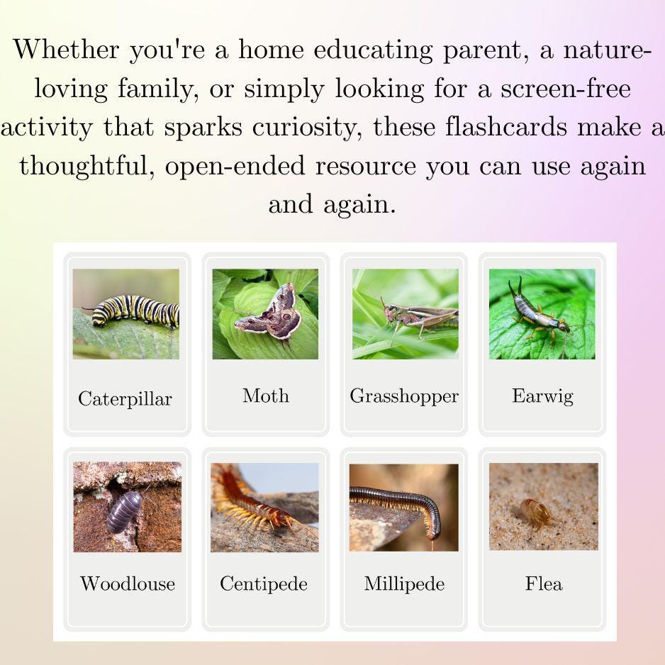Printable Bug Flash Cards for Preschool and Early Years Nature Learning ...