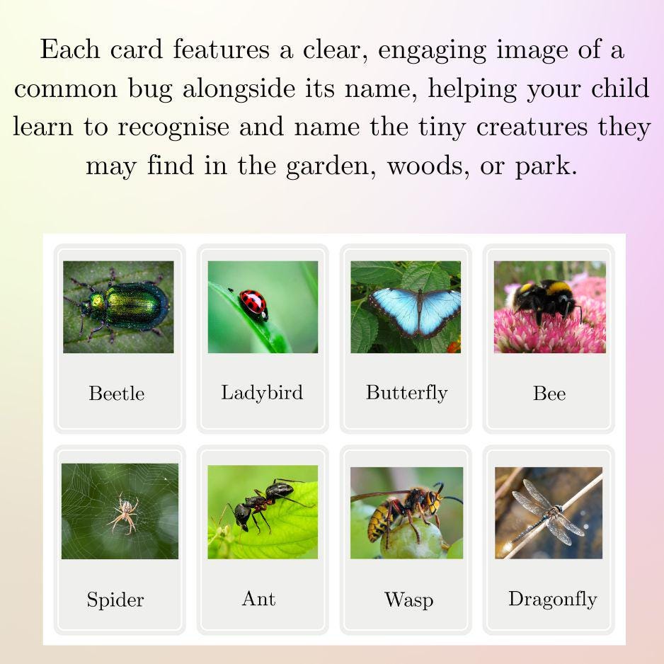 Printable Bug Flash Cards for Preschool and Early Years Nature Learning ...