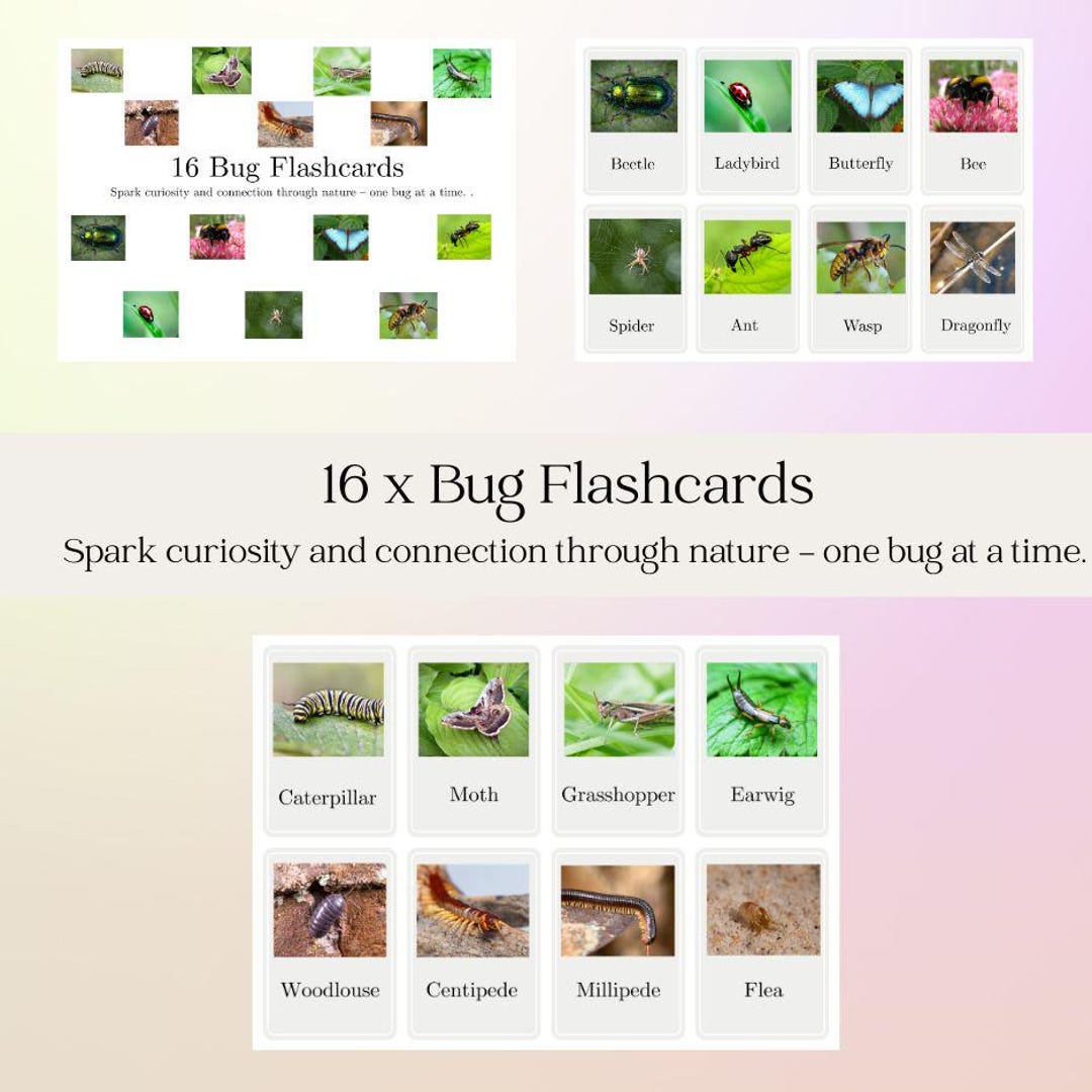 Printable Bug Flash Cards for Preschool and Early Years Nature Learning ...
