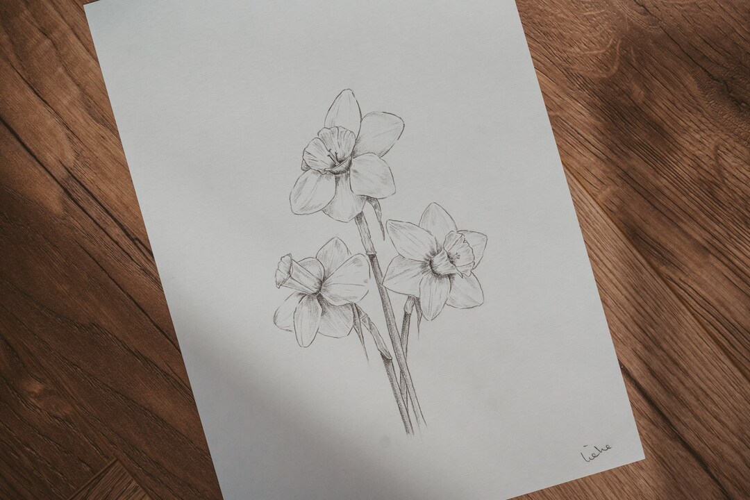 Poster Birth Flower of March: Daffodil Graphite Handmade - Etsy