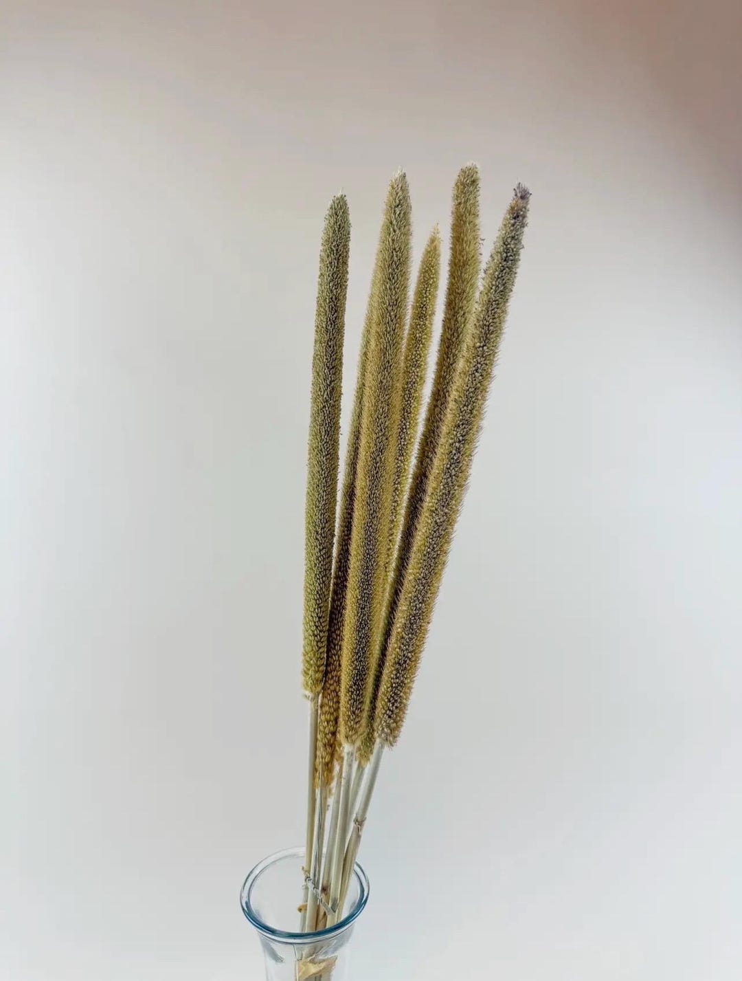 Dried Pearl Millet Flowers - Etsy