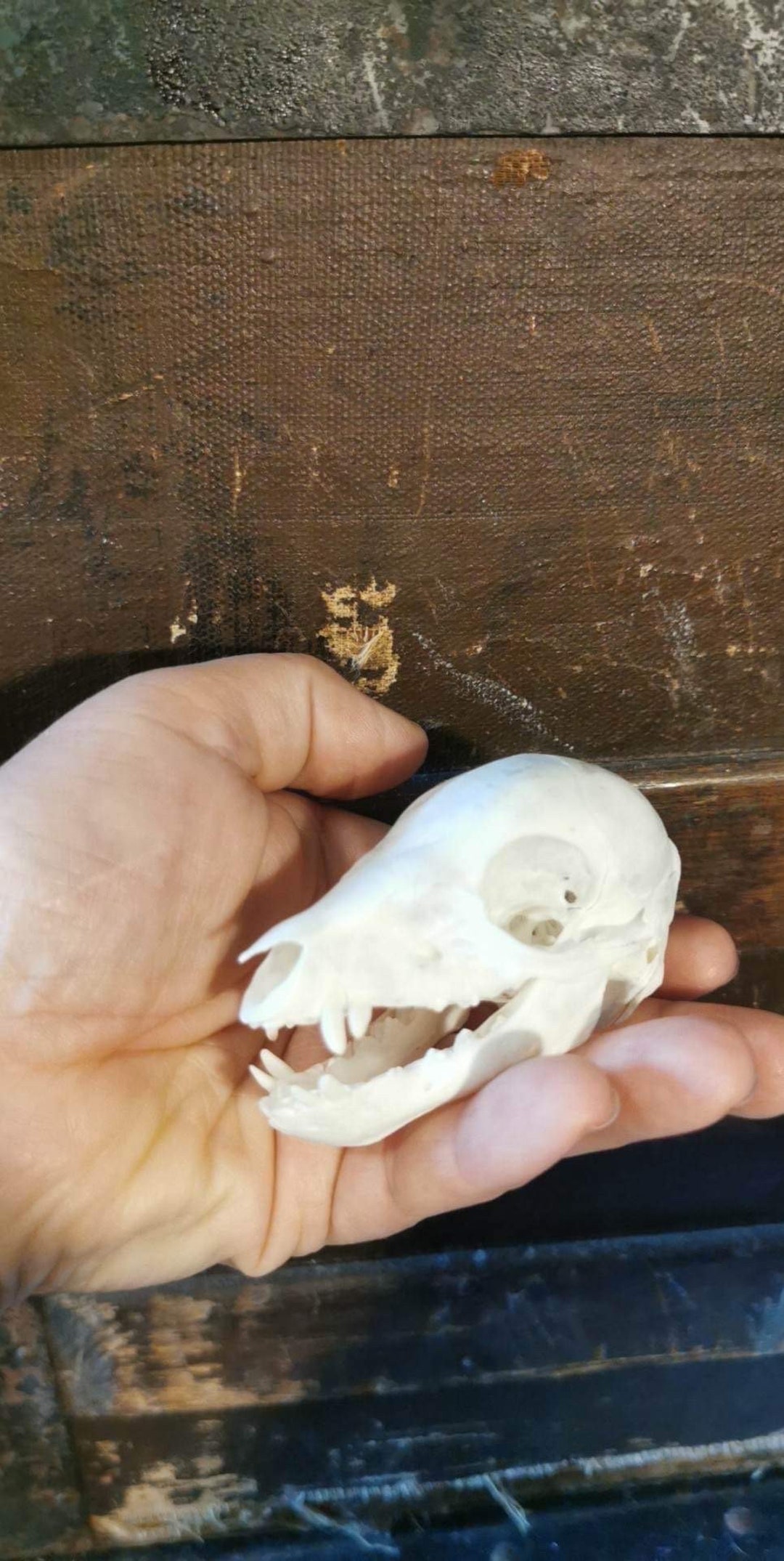 Stillborn Piglet Skull! for Artwork, Decoration or Private Collections ...