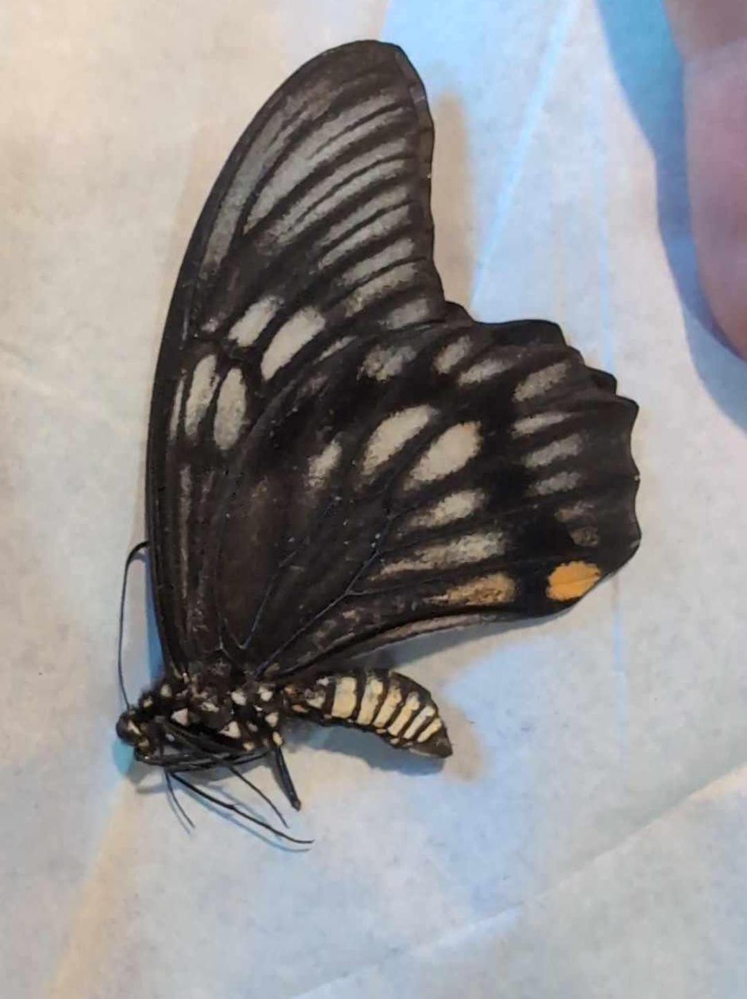 Ghost Swallowtail Butterfly - Chilasa Veiovis A1 Unspread and Unmounted ...