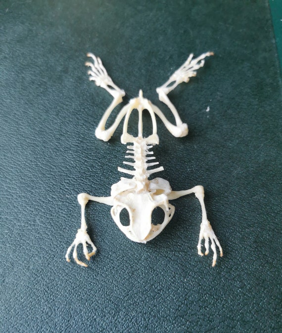 Toad Skeleton Parts