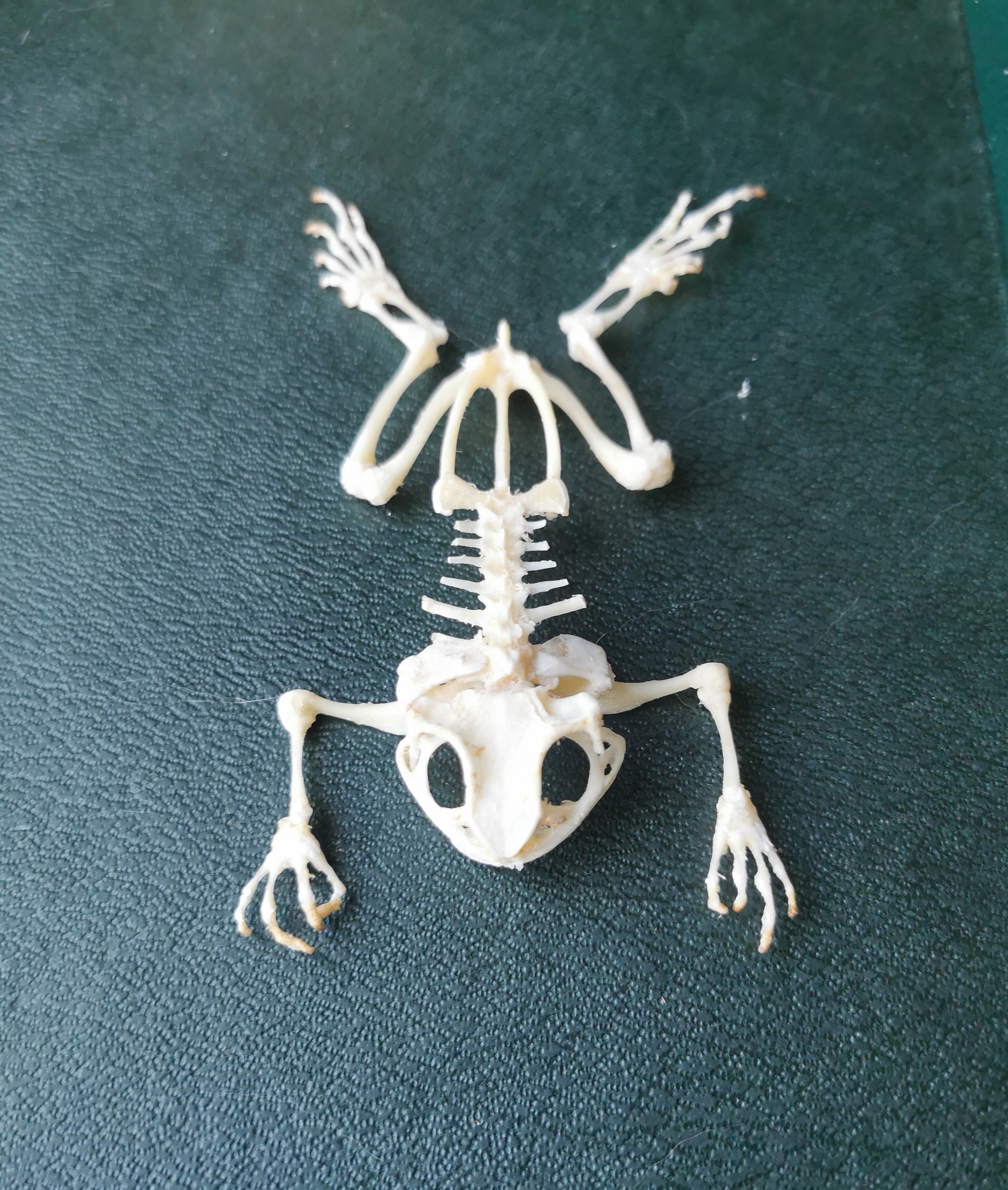 Common Asian Toad Skeleton - Etsy