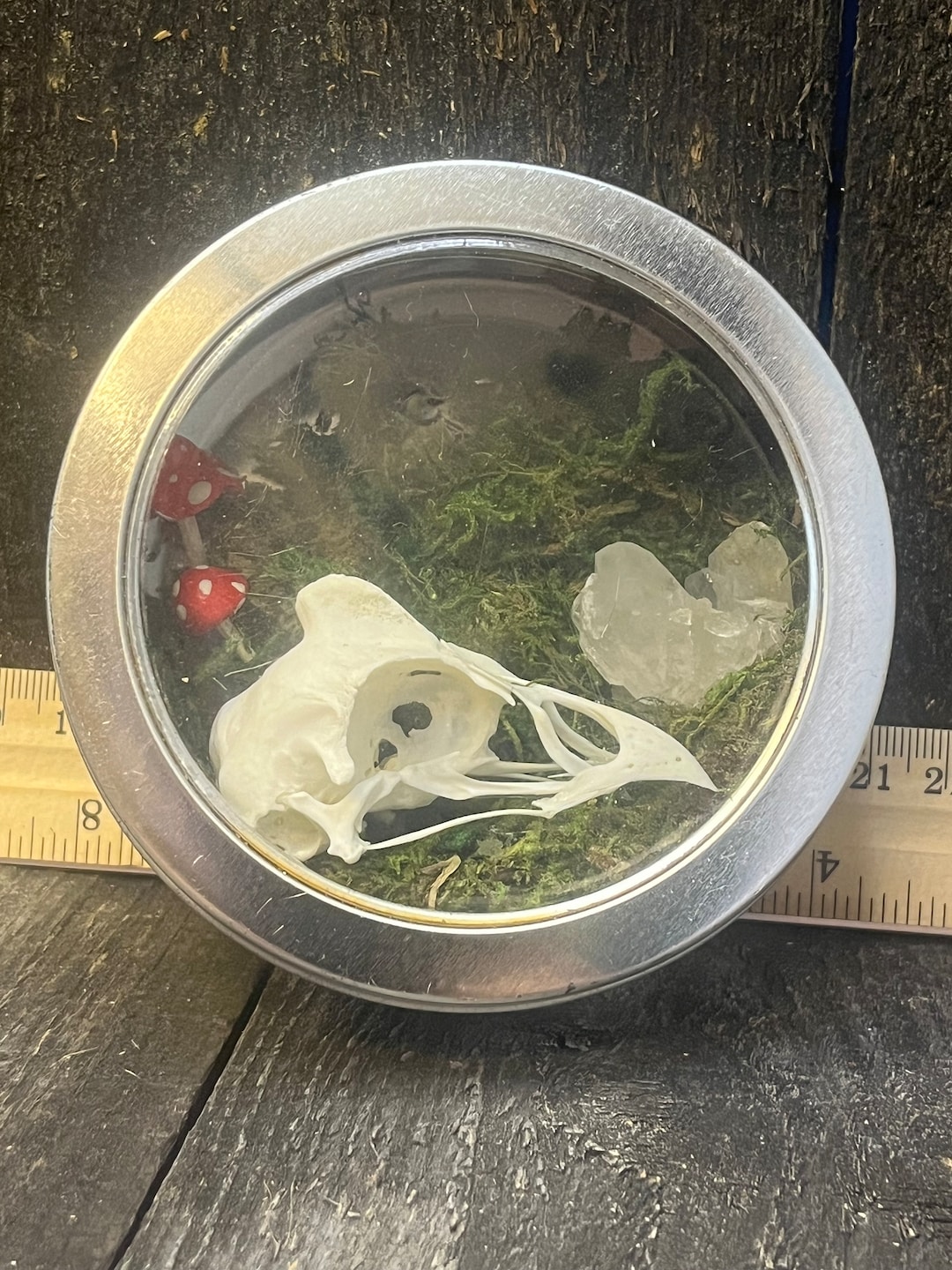 Male Guinea Hen/fowl Skull in Display #1 - Etsy
