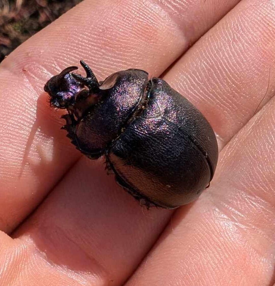 Purple Scarab Beetle - Enoplotrupes Sharpi A1 Unspread and Unmounted ...