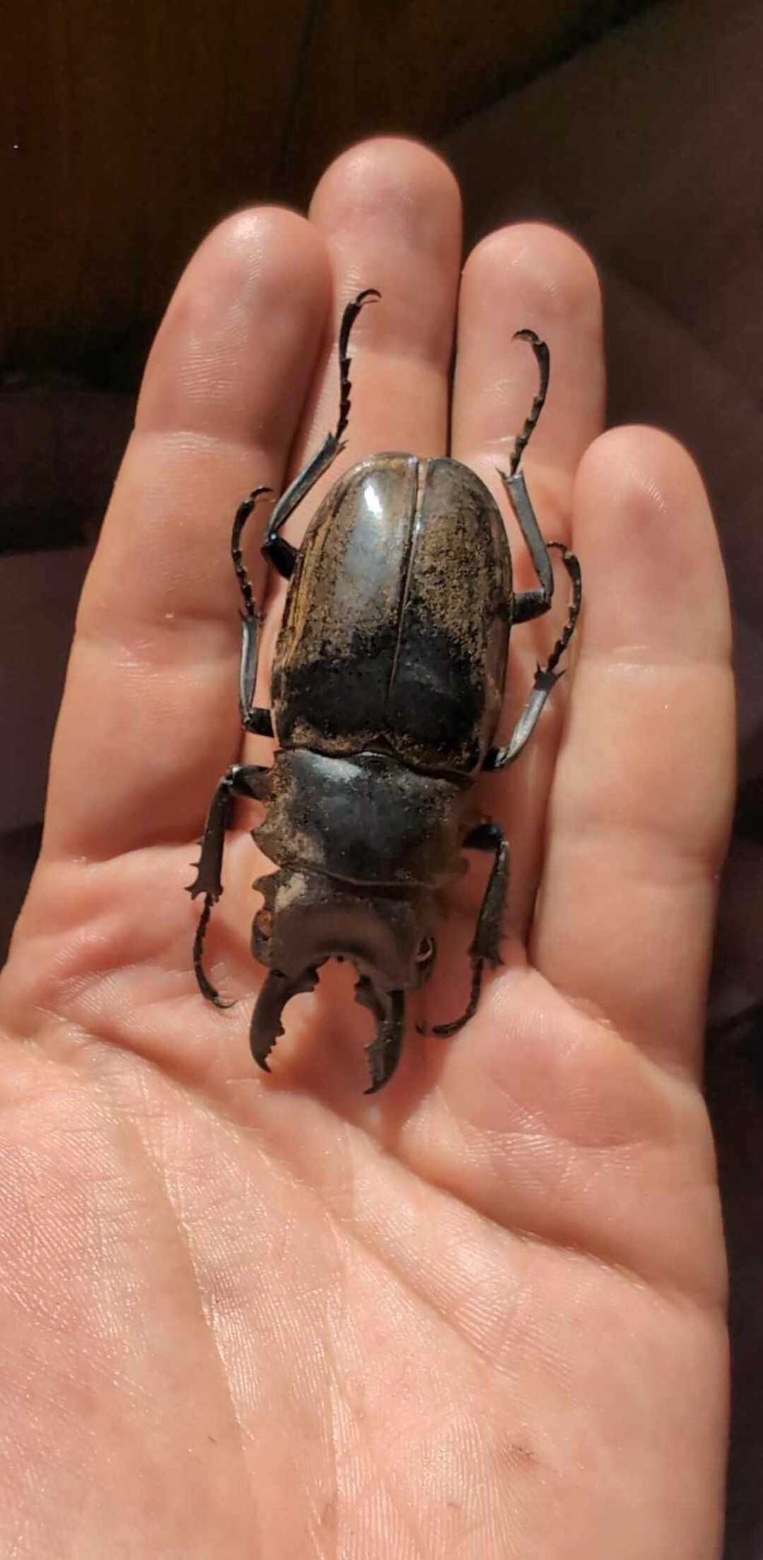 Stag Beetle - Odontolabis Dalmani A1 Unspread and Unmounted for All ...