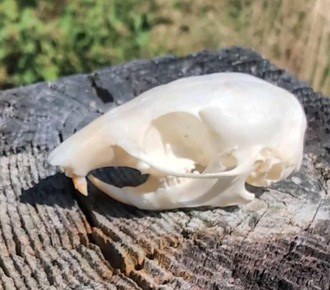 Eastern Chipmunk Skull (tamias Striatus)! for Artwork, Decoration or ...