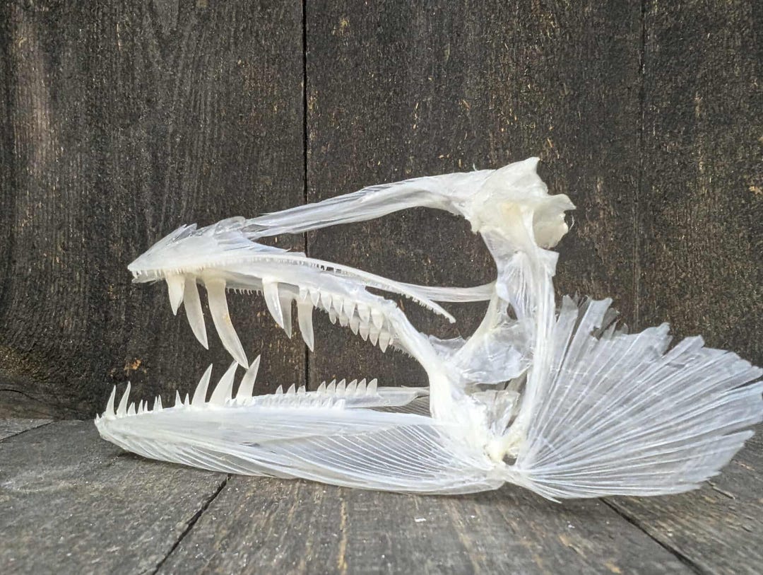 Deep Sea Fish Skull - Long Snouted Lancet - Alepisaurus Ferox #1 - Etsy