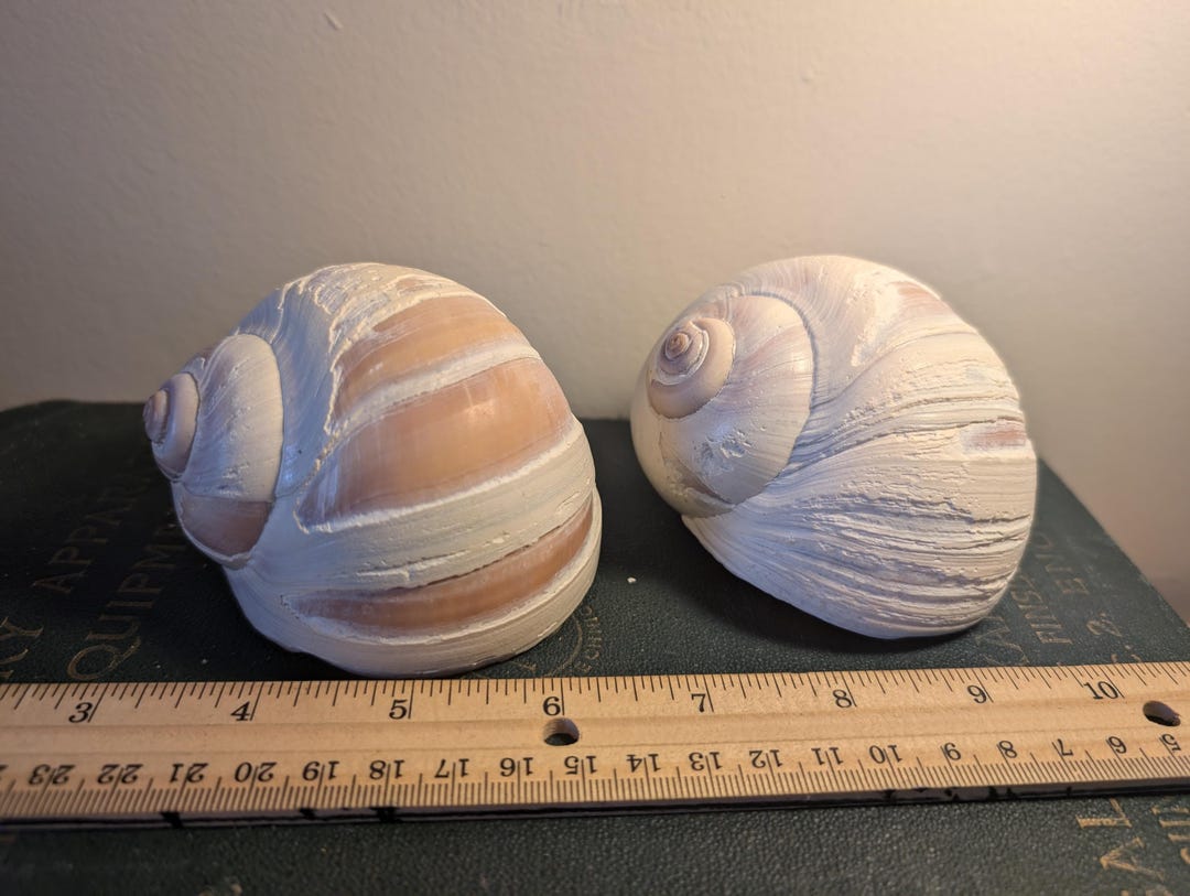XL Moon Snail Shells - Etsy