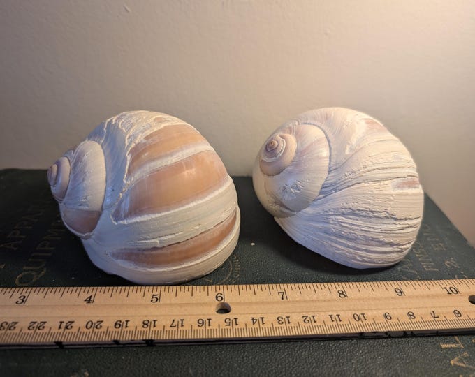 XL Moon Snail Shells - Etsy