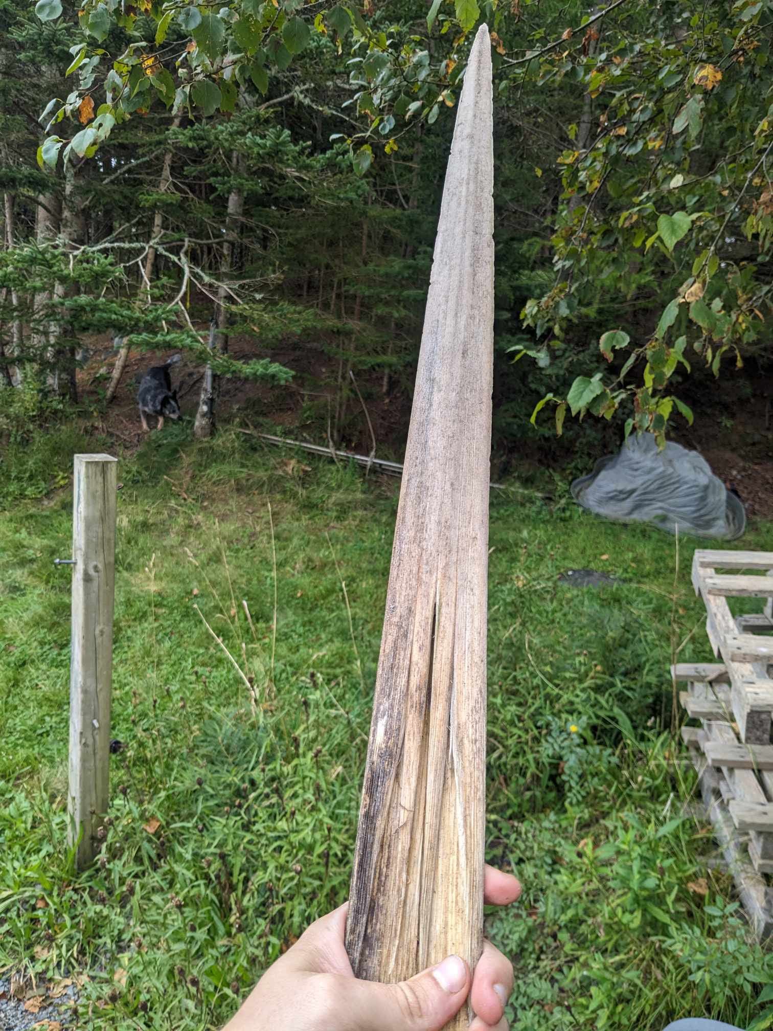 Swordfish Sword for Art Projects - Etsy