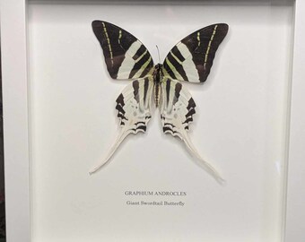 Real Graphium Androcles giant Swordtail Butterfly, for Your Project - Etsy