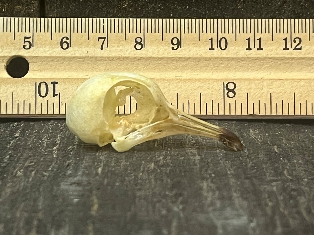 Spotted Dove Skull - Etsy