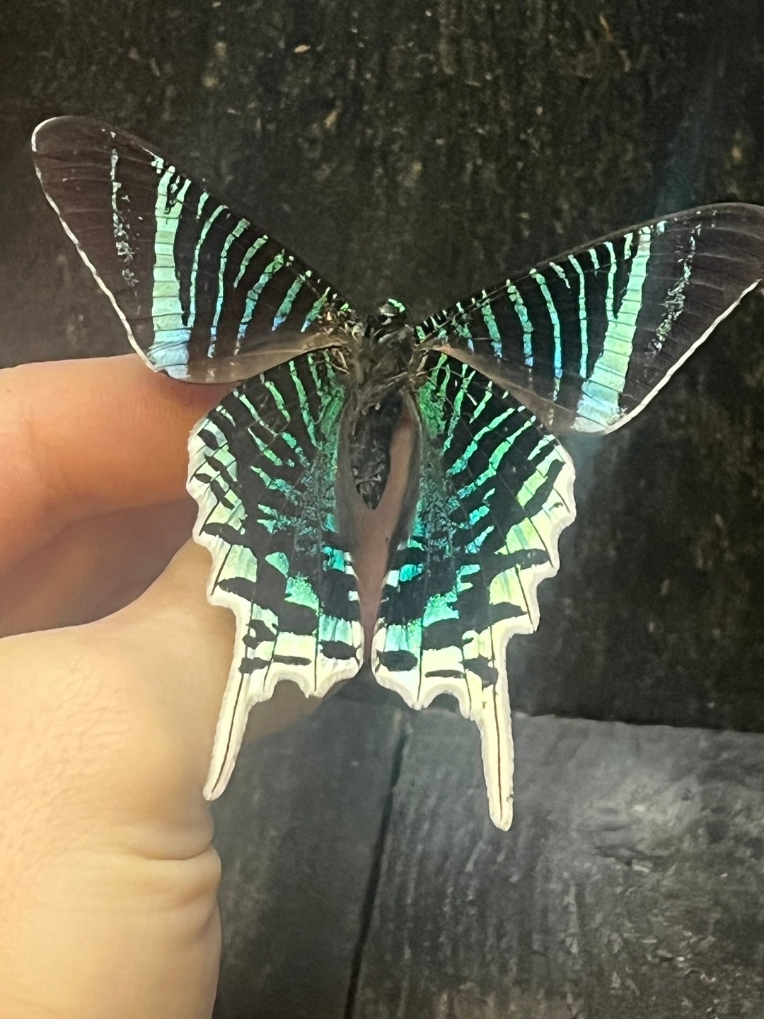 Aurora Day Flying Moth Urania Leilus A1-aa Unspread and Unmounted for ...