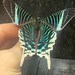 Aurora Day Flying Moth Urania Leilus A1-aa Unspread and Unmounted for ...