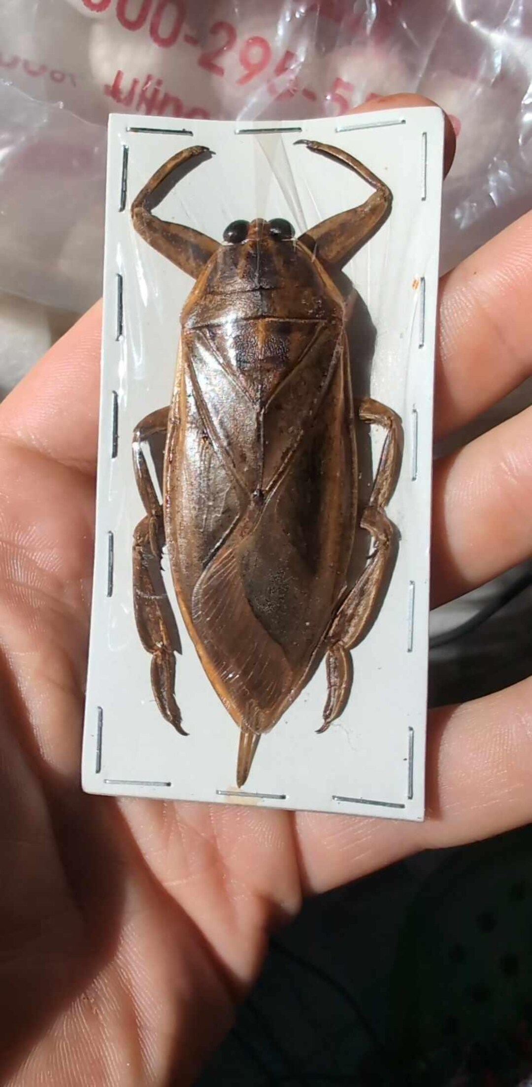 Giant Water Bug Aka "toe Biter" - Lethocerus Indicus A1 Unspread and ...