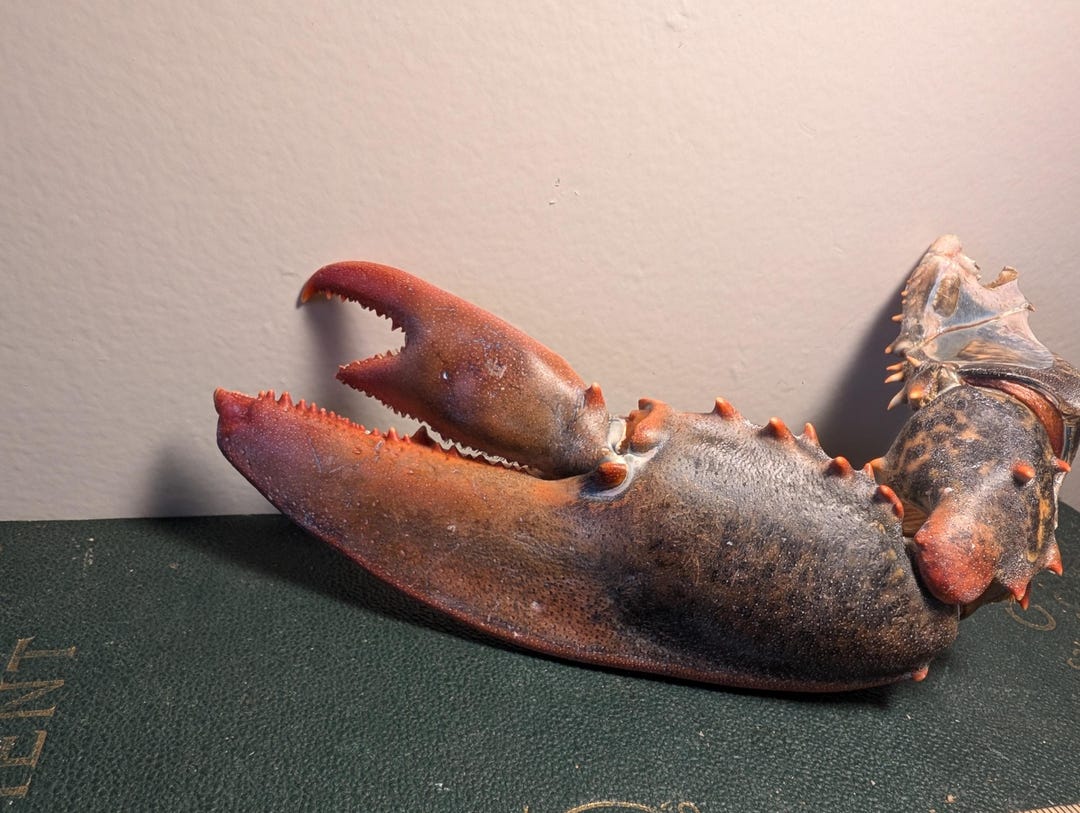 Deformed Lobster Claw 3 - Etsy