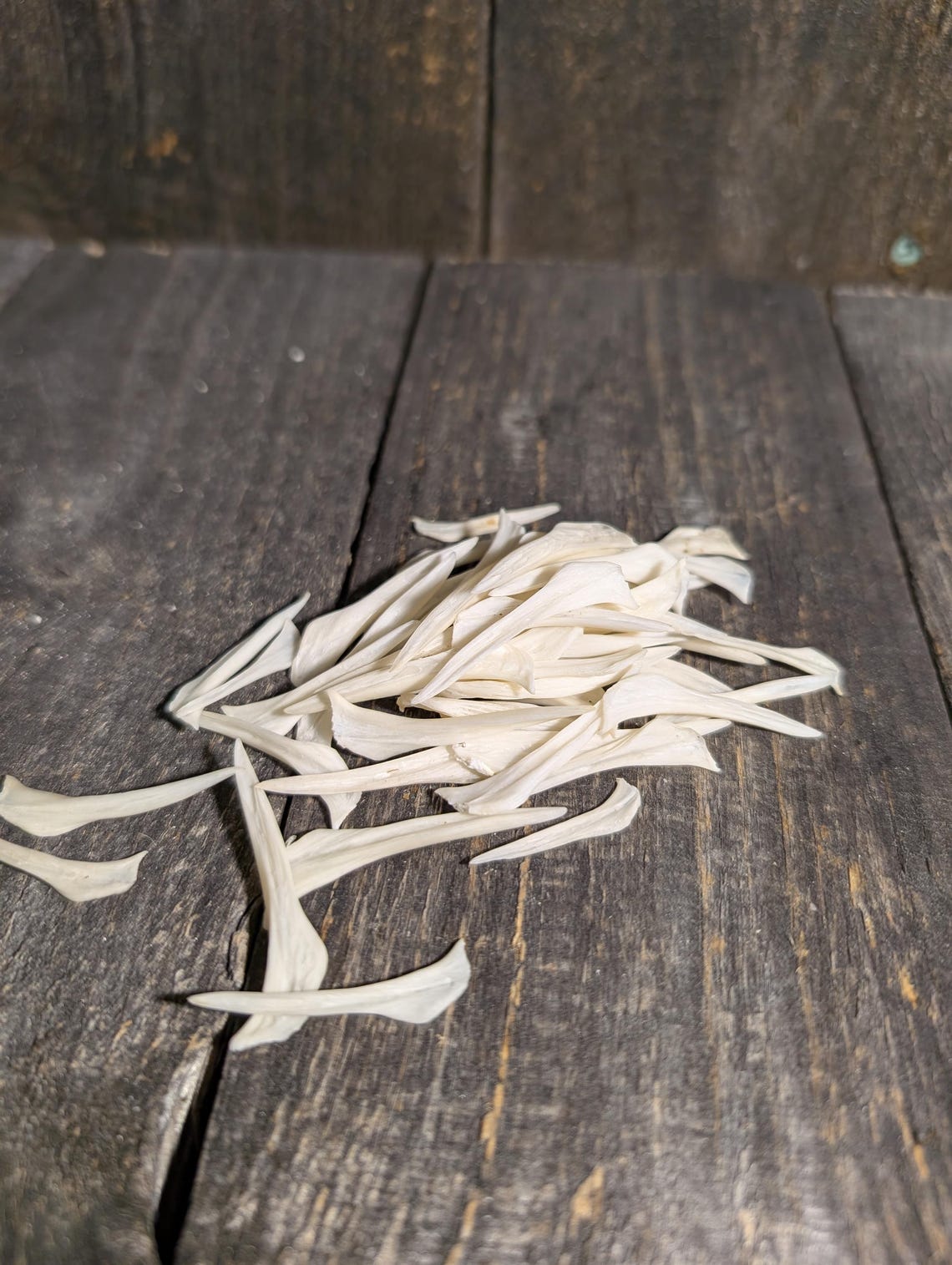 Anglerfish Bones for Crafts (lophius Americanus) - Etsy