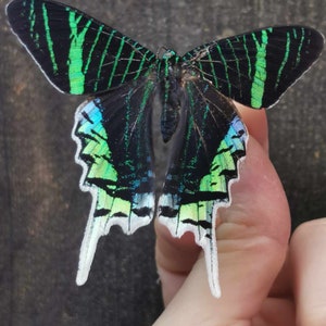 Aurora Day Flying Moth Urania Leilus A1-aa Unspread and Unmounted for ...
