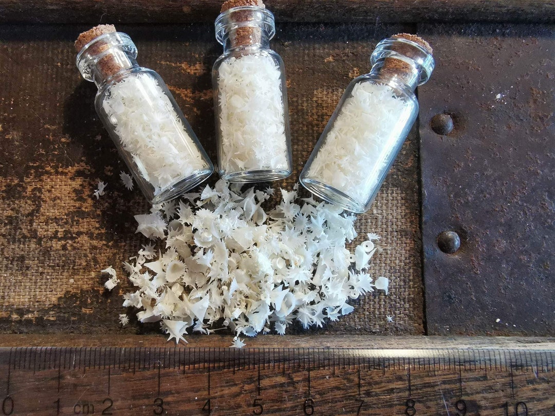 Skate Denticles - Etsy