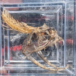 Boa Dragon Fish Skull (stomias Boa) Read Description - Etsy