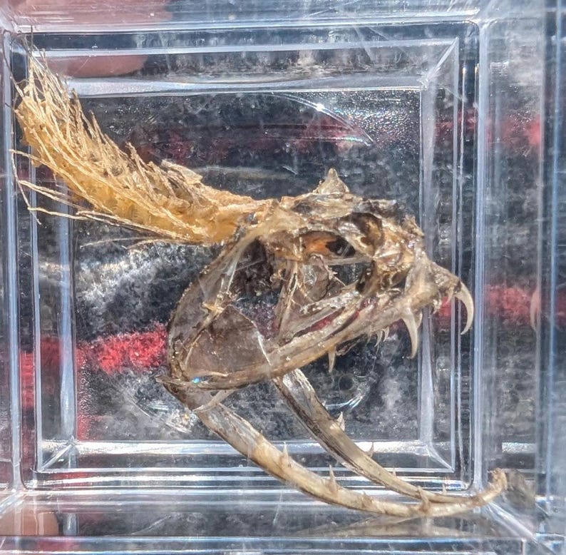 Boa Dragon Fish Skull (stomias Boa) Read Description - Etsy