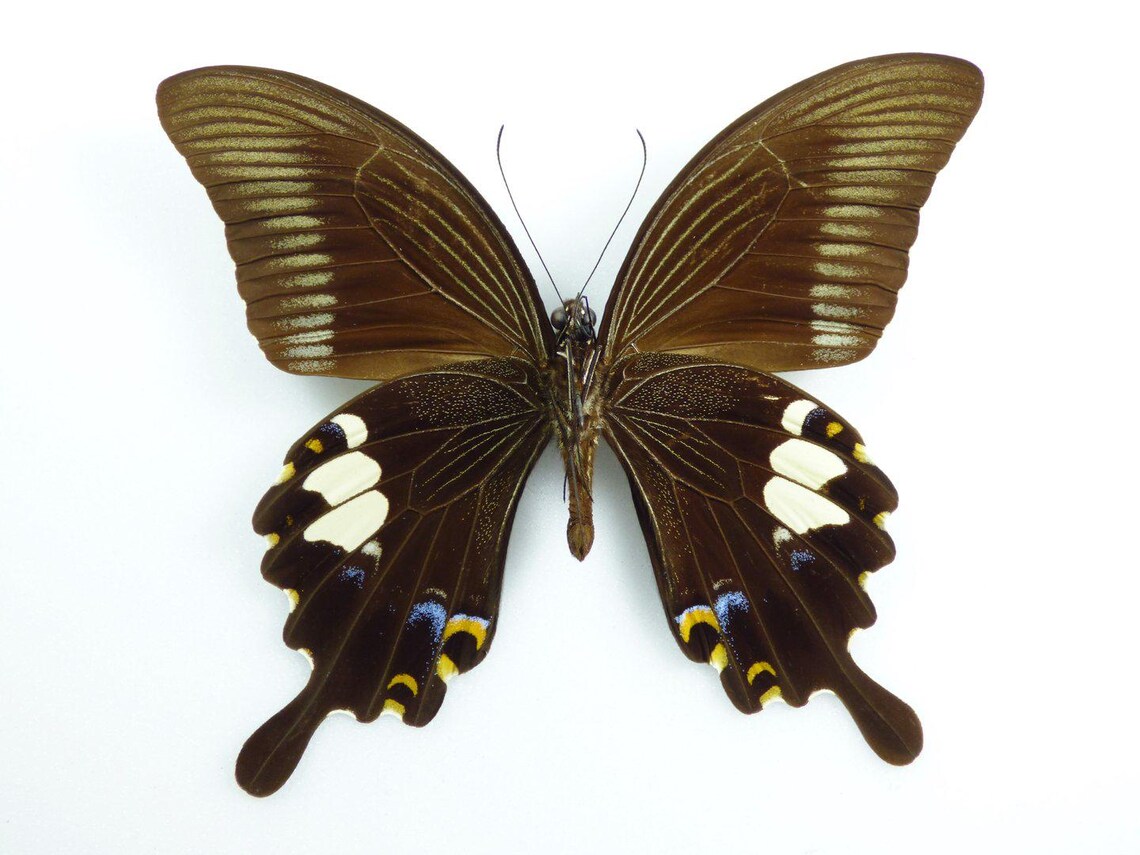 Swallowtail Butterfly - Papilio Sataspes A1 Unspread and Unmounted for ...