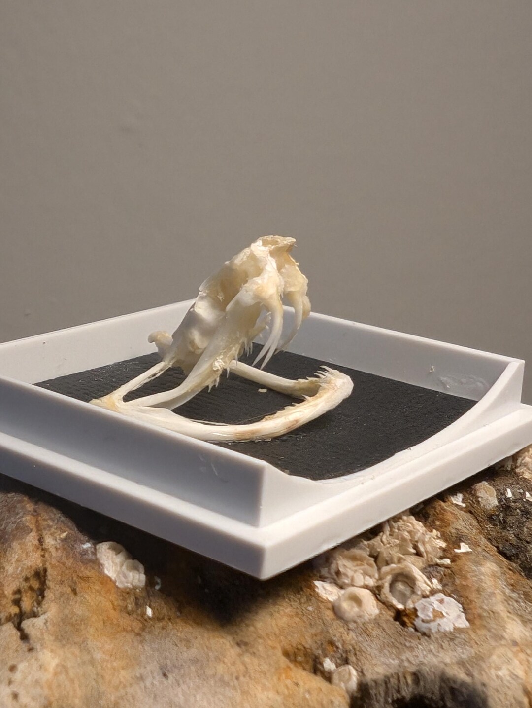 White Lipped Tree Viper Skull in Display Box - Etsy