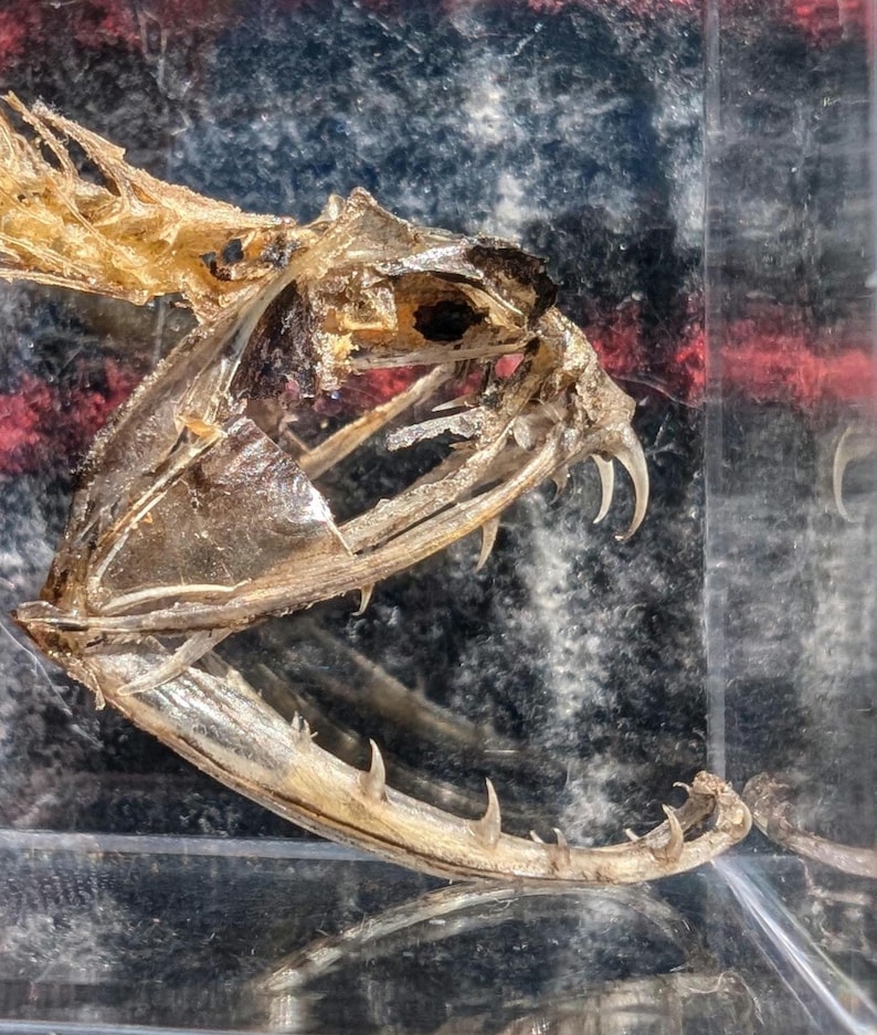 Boa Dragon Fish Skull (stomias Boa) Read Description - Etsy