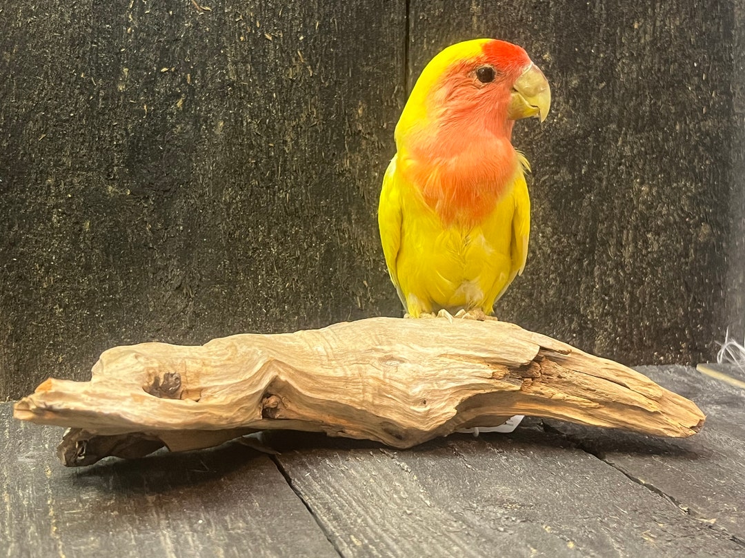 Peach Faced Lovebird, Taxidermy Mount - Etsy