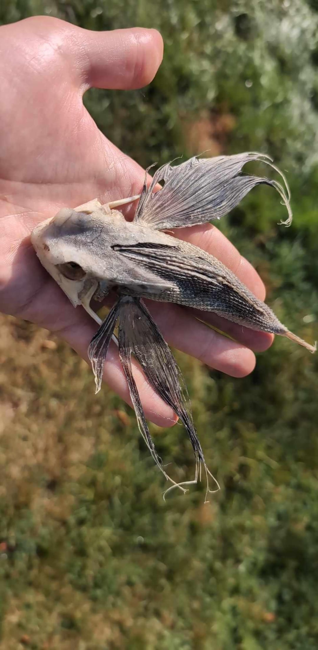 Real "flying Fish" Gurnard - for Art or Marine Collections Read Description - Etsy