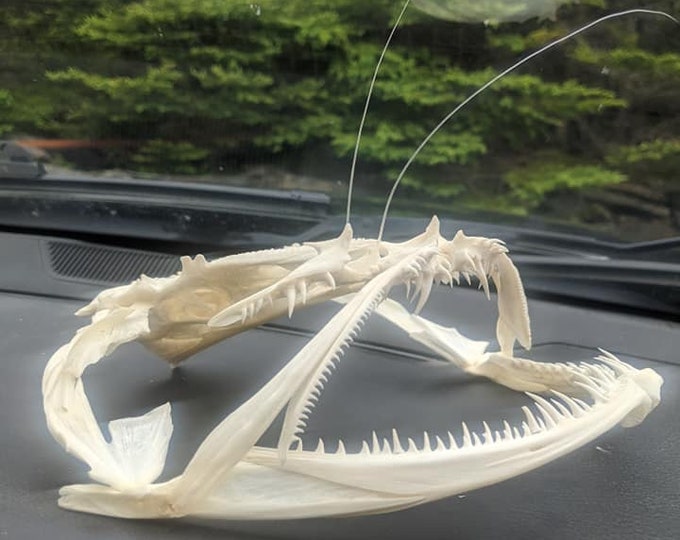 Anglerfish Skull - Etsy