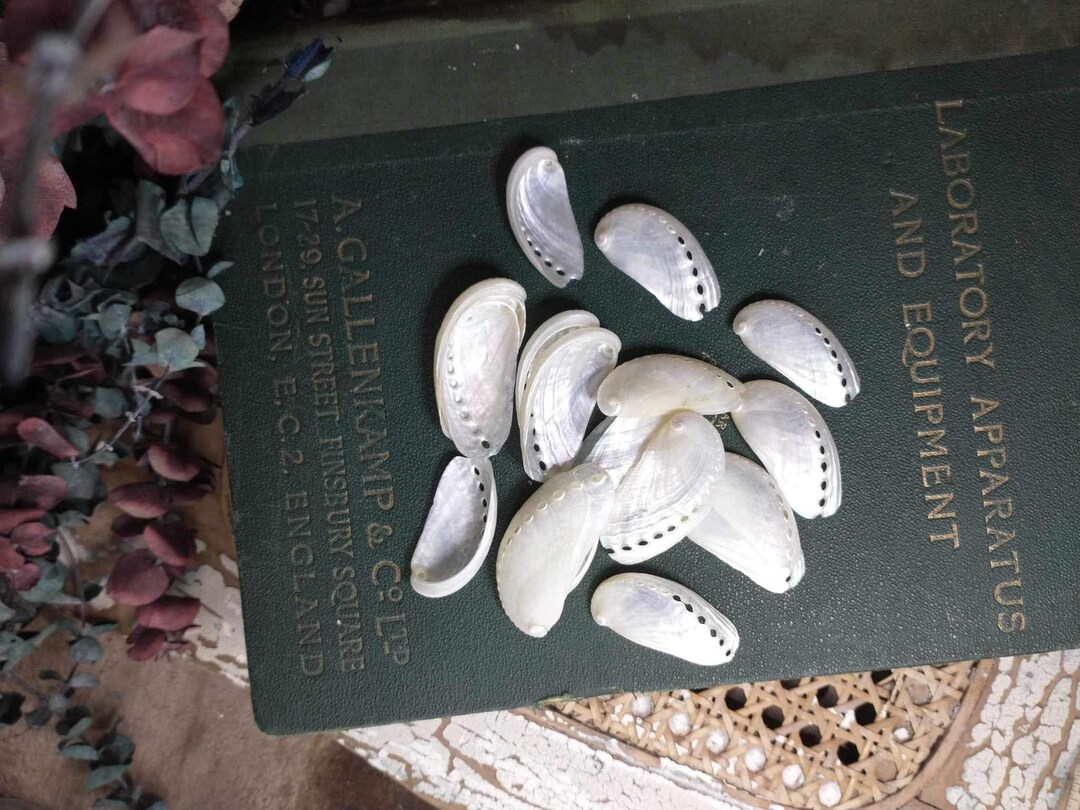 Pearl Slipper Shells for Craft Projects or Decorations - Etsy