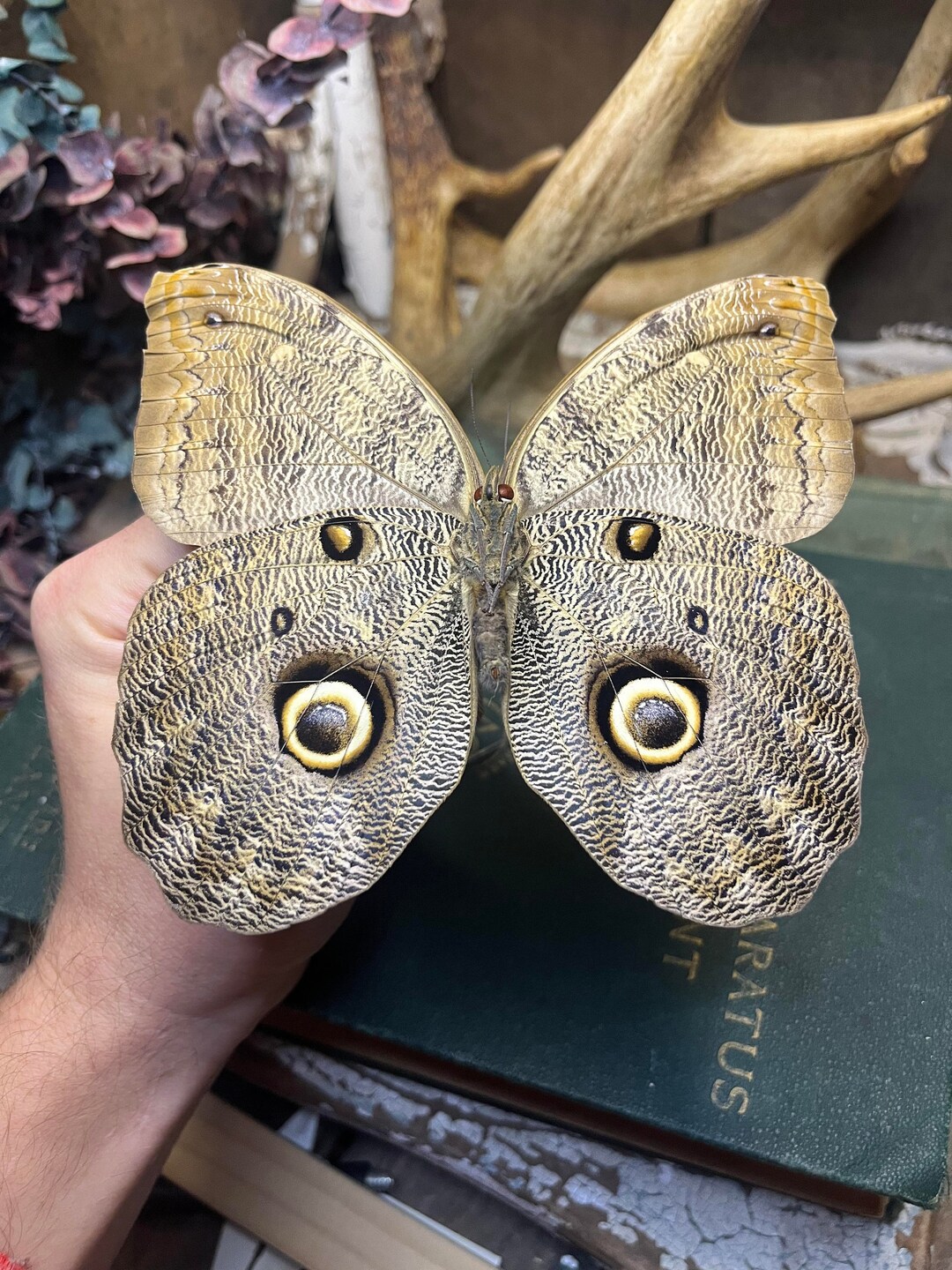 Forest Giant Owl Butterfly Caligo Eurilochus Livius Unspread for All ...